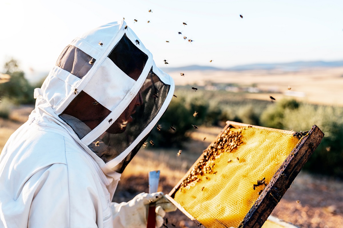 Want to Become a Beekeeper? Here’s What You Should Know - Accel Host